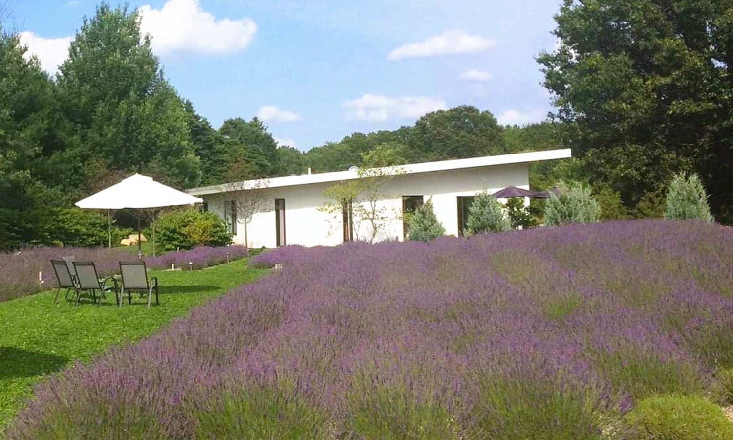Lavender Farm | Summerhouse Lavender Farm